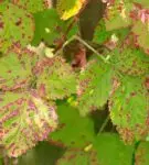 Antracnose na malinových listech