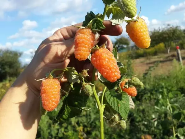 Crop Raspberry-klasse Oranje Miracle