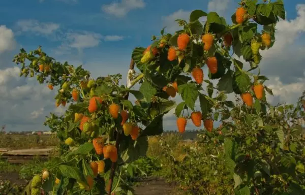 Cluster Raspberry Orange Miracle