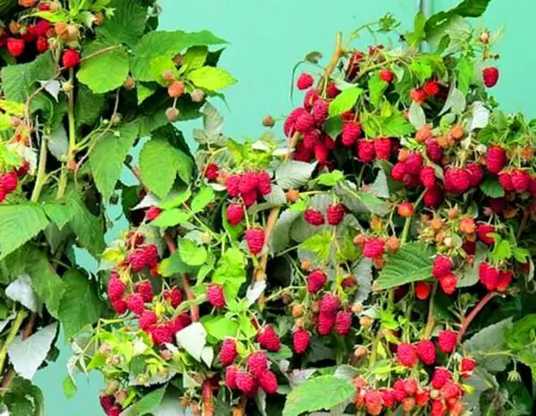 Raspberry Berries