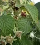 Faʻaleagaina Raspberry Raspberry Buds