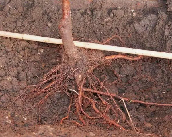 Paul Roots Seedlings