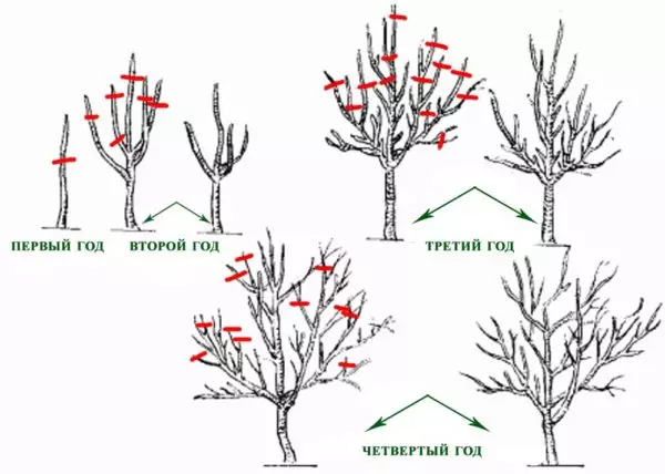 Ama-Pruning Plums