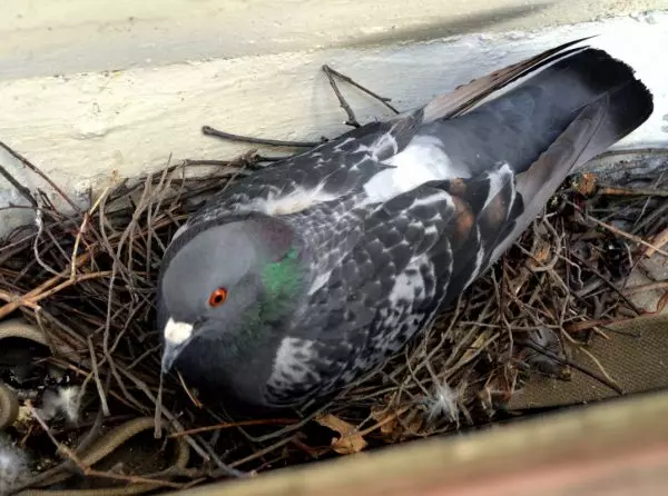 Pigeon Nest On Balcony