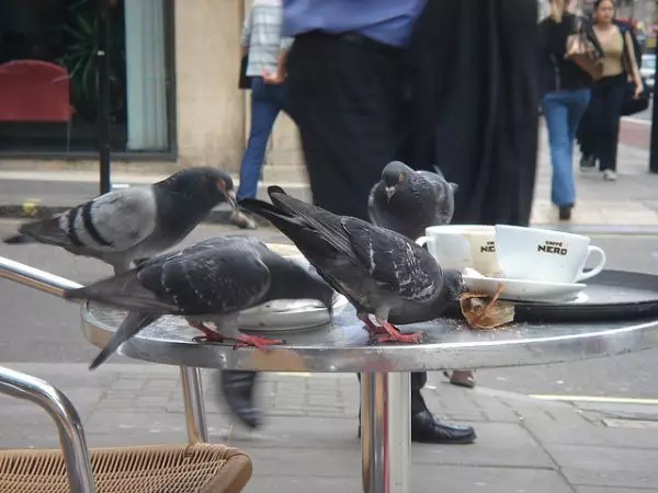 Güvercinler yemek içinde iddiasız