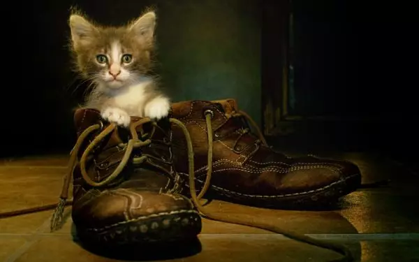 Même des chats bien élevés parfois des chaussures balayées