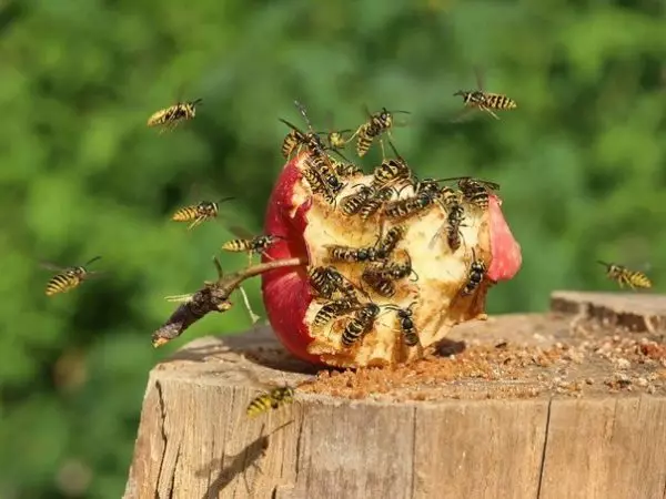 Wasps älskar nektar