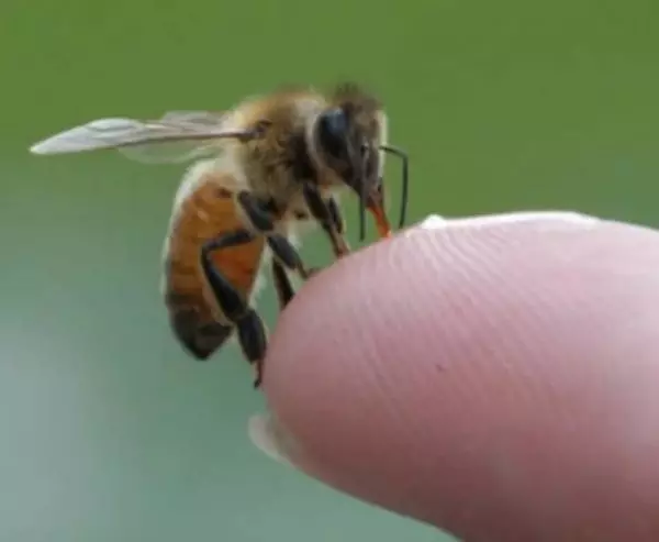 Wasps- ը փոխանցվում է ինֆասին