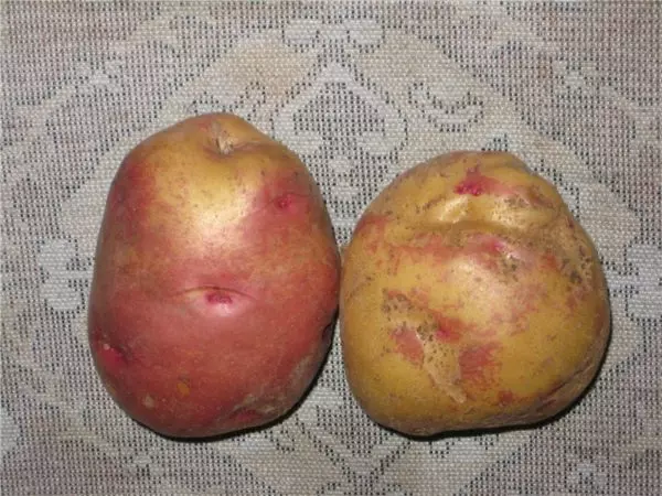 Krompirjev krompir Ivan-DA-MARYA