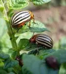 Colorado Beetle fuq bush tal-patata