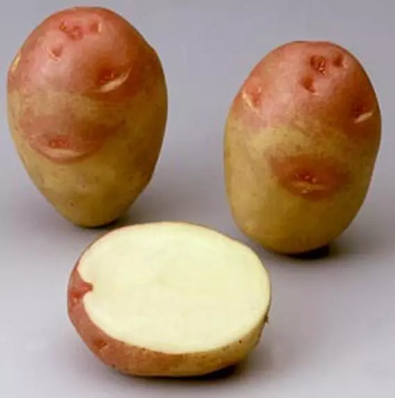 Raznolikost krompirja Ivan DA Maria