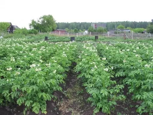 Cvetoče krompir Ivan-DA-MARYA