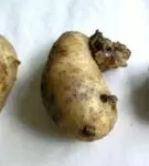 Rak krompir