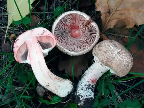 Li-mushroom tsa moru