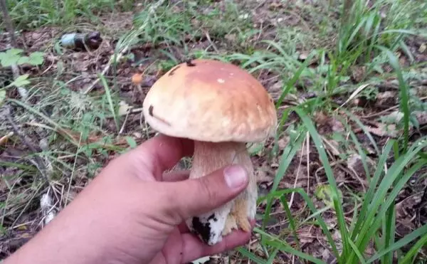 Poljska gljiva