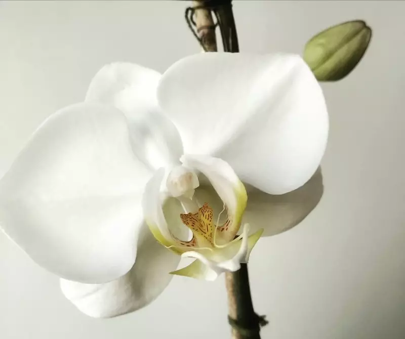 Ahoana ny fomba hanampian'ny orkchid ny tompony 1332_1