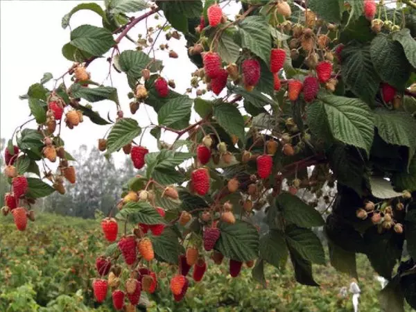 Txhuam raspberry nrog berries