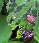 Raspberry Beetle.