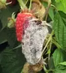 Berry, amazed by gray rot