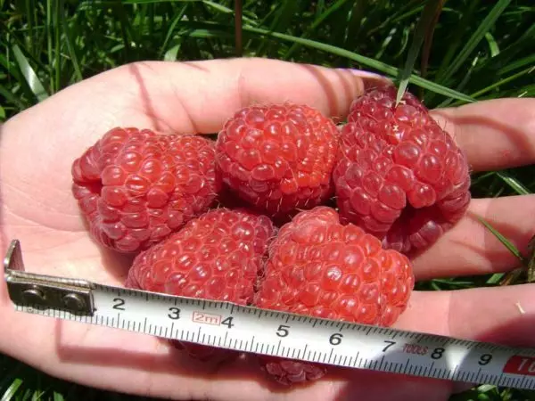 Raspberry berries on palm