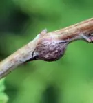 Scăparea de zmeură uimită de tulpina stem