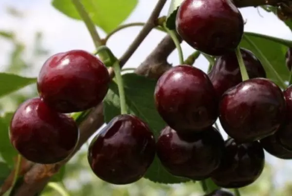 Cherry Cheat: descrição e características das variedades, vantagens e desvantagens, características do plantio e cuidados com fotos e comentários