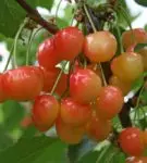 Cherry bryansk piniki