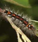 Goldon Silkopry Caterpillar