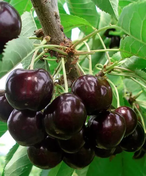 Woh-wohan saka cherry manis ing cabang