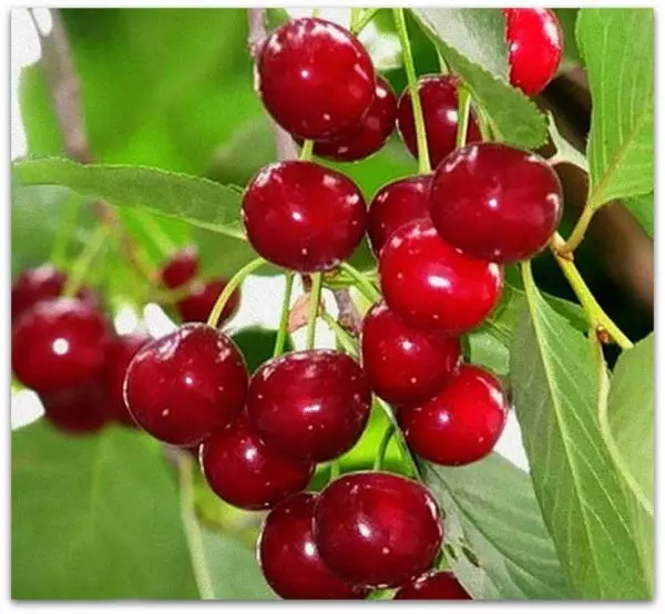 Fruits Cherry Spaca