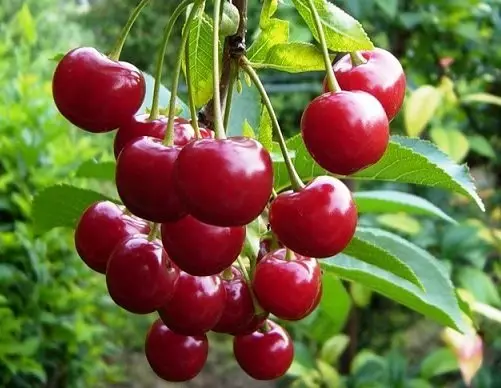 तरुण चेरी berries