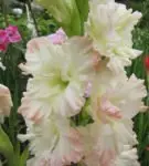 Gladiolus dərəcəli rus gözəlliyi