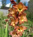 Gladiolus varietet ebbi