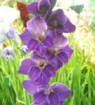 Gladiolus Violetta.