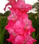 Scéal fairy malinovaya gladiolus malinovaya