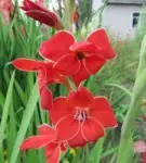 Gladiolus-varioj Atom