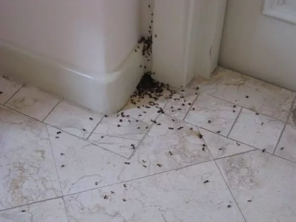 Hormigas en el baño