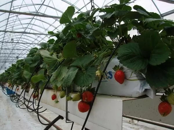 Strawberry në teknologjinë holandeze