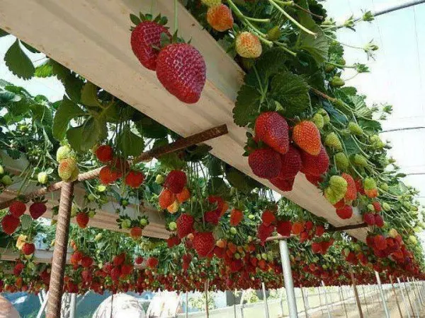 Strawberry nyob rau hauv Tepler