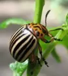 Colorado beetle.