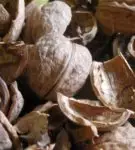 Igobolondo le-walnut