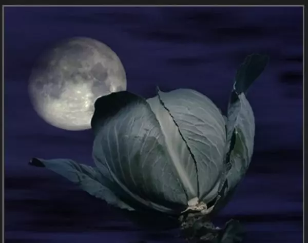 月亮下白菜