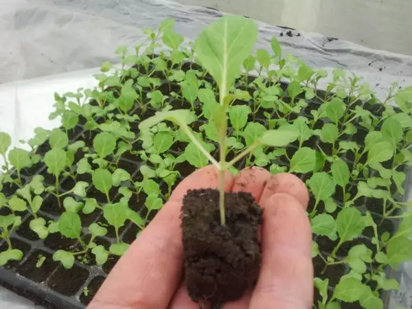 Young seedling cabbage