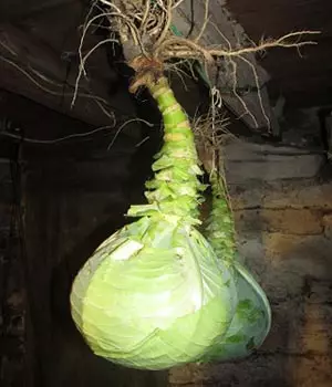 Cabbage sa pagtipig