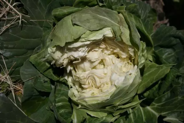 Cracked Cabbage Kochan