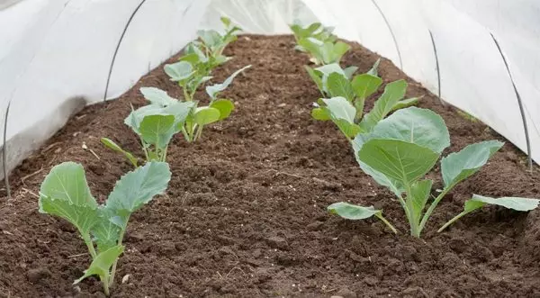 Young seedlings in a greenhouse on fertile loose soil