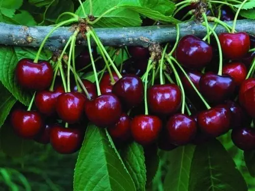 Buah-buahan cherry valery chkalov