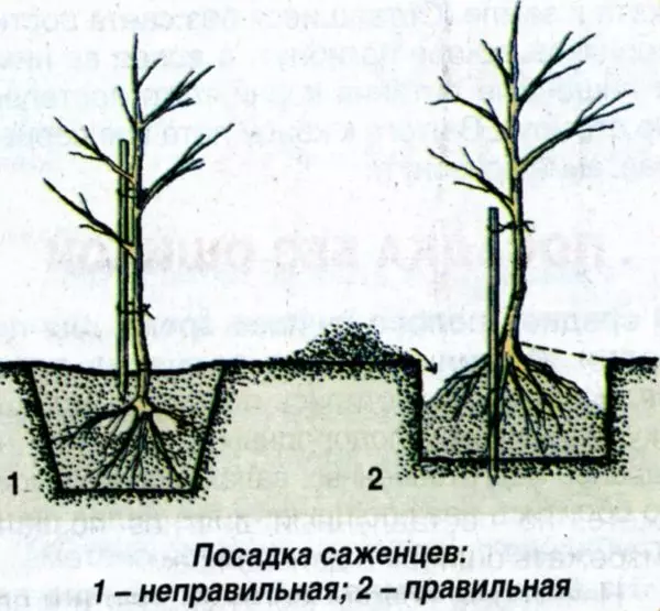 Дървесни корени при кацане