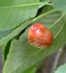 پھل پر کاککلک