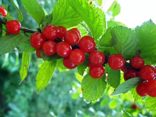 Frutti di feltro cherry